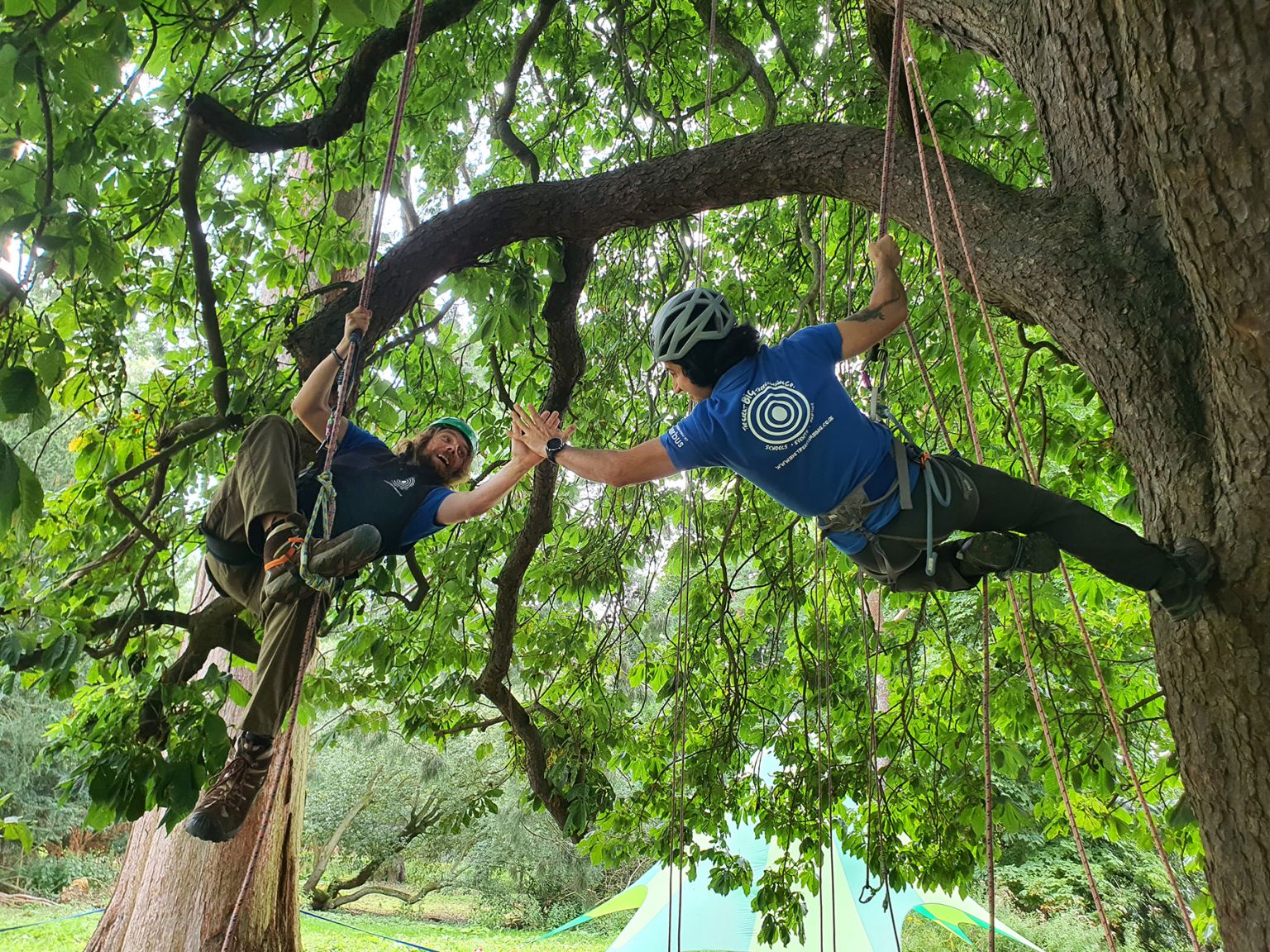 Locations BIG TREE – The Great Big Tree Climbing Company