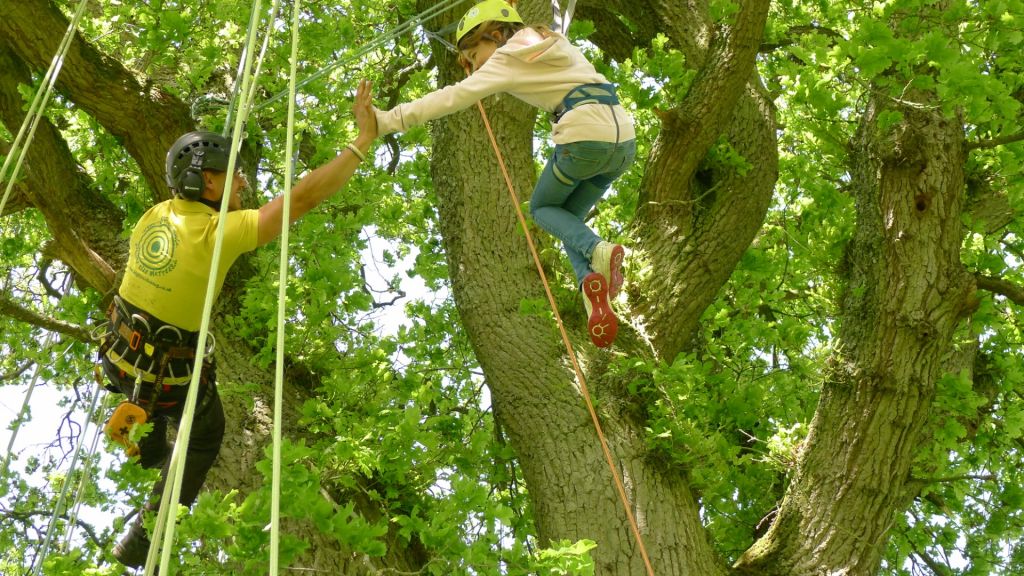 The Great Big Tree Climbing Company – The Great Big Tree Climbing Company